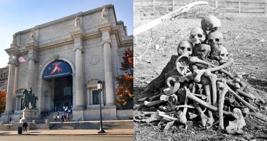 American Museum Of Natural History Will Remove All Human Remains From ...