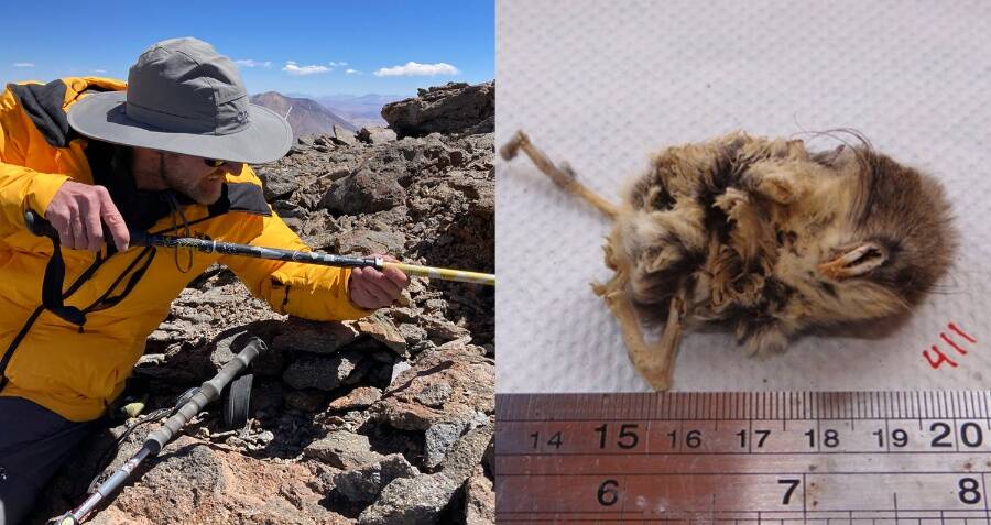 Mummified Mice Found Atop Andean Volcanoes, Stumping Biologists