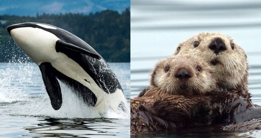 Orca Found Dead After Swallowing Seven Sea Otters Whole
