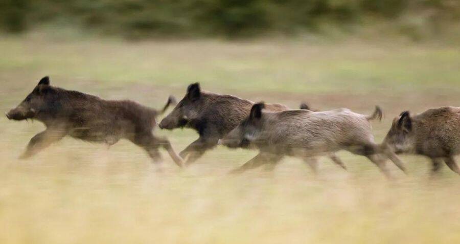 Intelligent Canadian 'Super Pigs' May Soon Spread To U.S.
