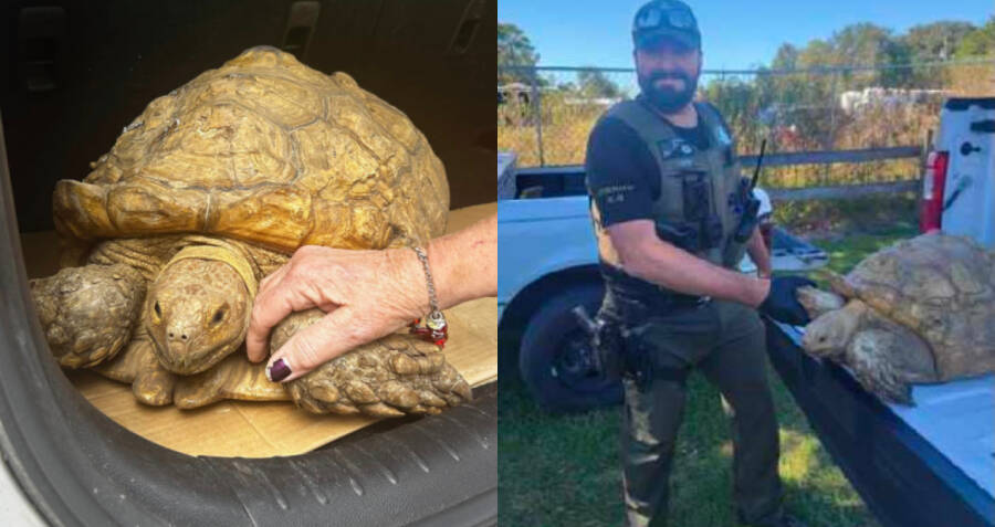 Three Years Later, 'Escape Artist' Tortoise Is Returned Home