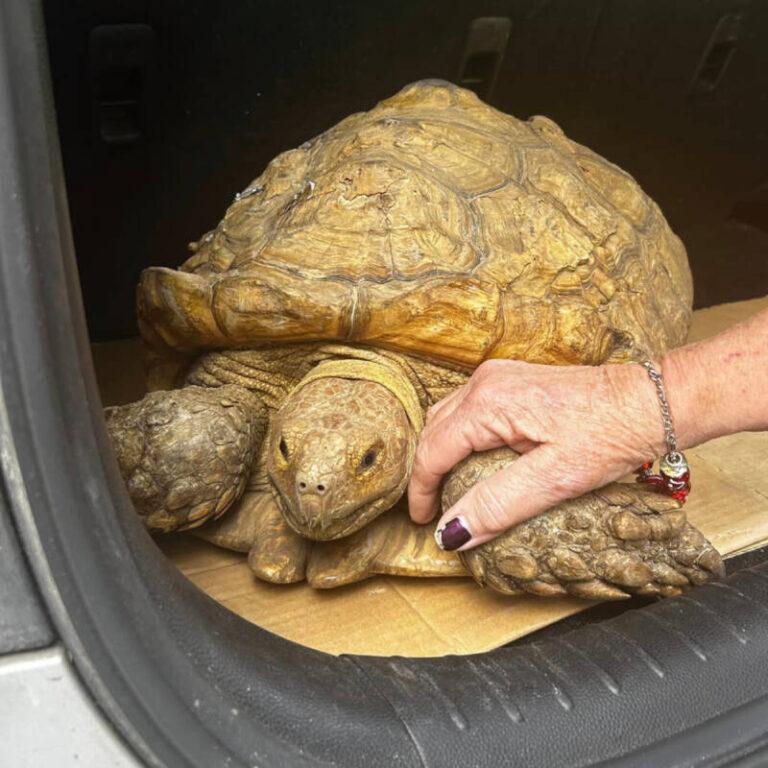 Three Years Later, 'Escape Artist' Tortoise Is Returned Home