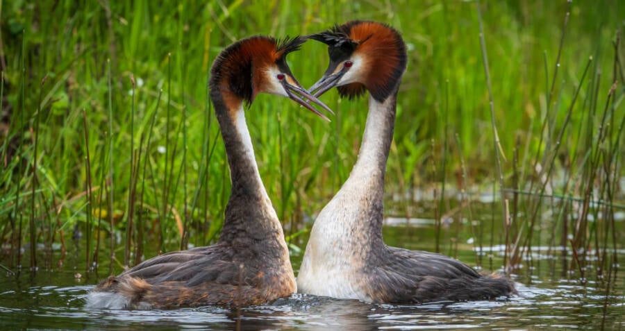 Pūteketeke Named 'Bird Of The Century' — Thanks To John Oliver