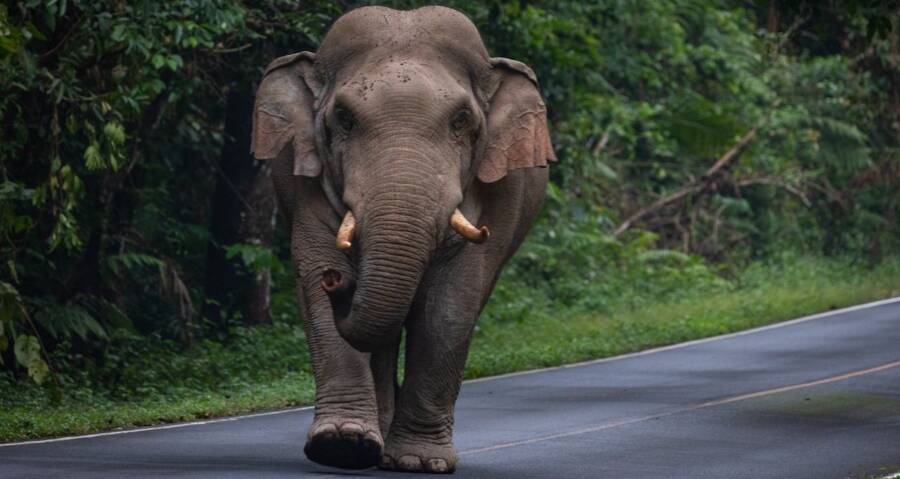 Malaysian Elephants Trample Car That Struck Their Calf