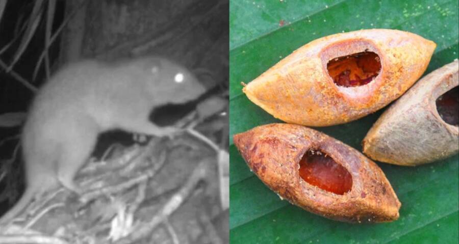 First Images Captured Of Rare, Endangered Vangunu Giant Rat