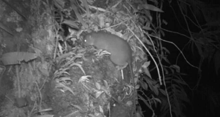 First Images Captured Of Rare, Endangered Vangunu Giant Rat