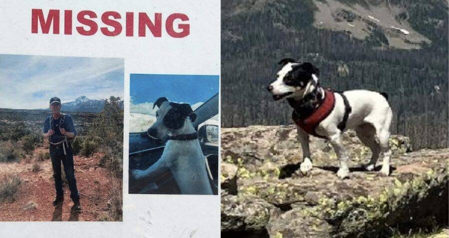Dog Found Alive Two Months After Her Owner Died While Hiking