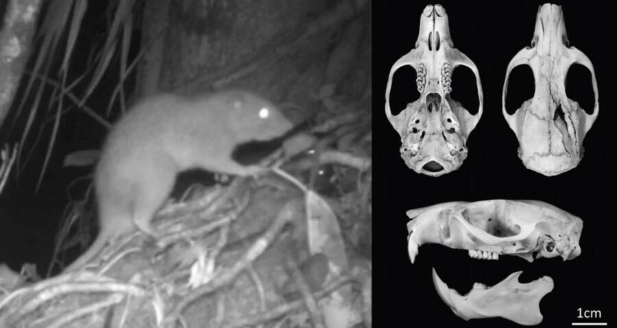First Images Captured Of Rare, Endangered Vangunu Giant Rat