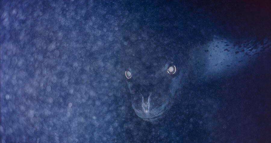 Thalassophobia, The Crippling Fear Of The Ocean And Deep Water