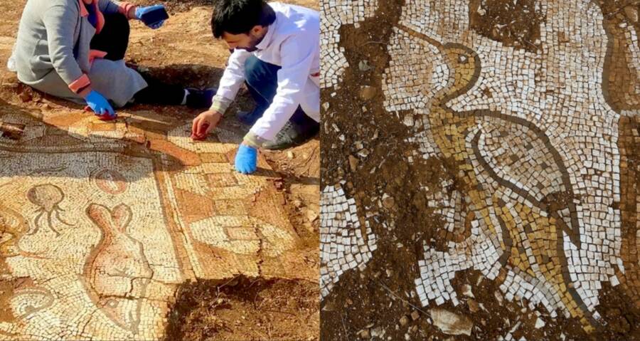 Roman Mosaics Featuring Sea Creatures Unearthed In Turkey