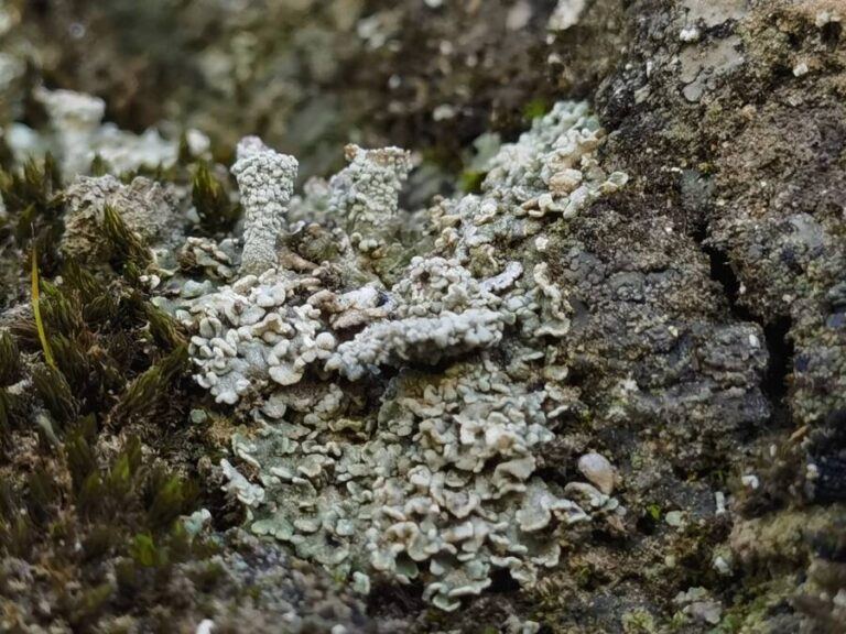 'Living Skin' Of Biocrust Found Covering Great Wall Of China