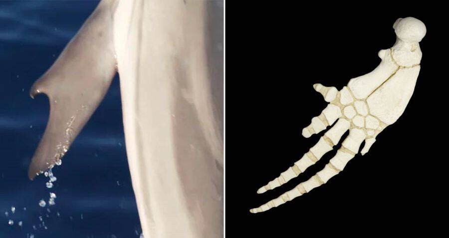 Rare Dolphin With 'Thumbs' Spotted Off The Coast Of Greece