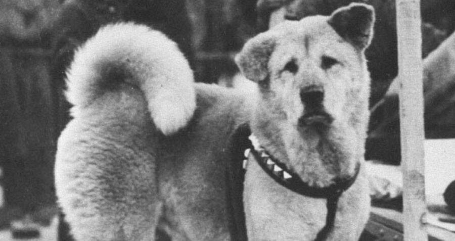 11 Famous Dogs Who Earned The Title Of 'Man's Best Friend'