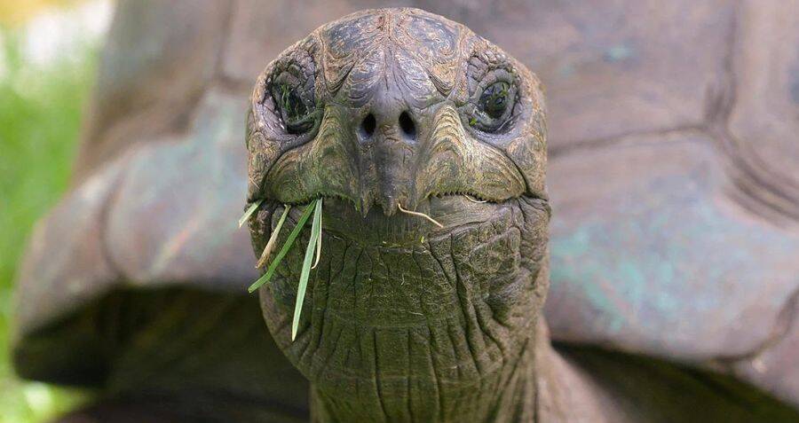 Meet Jonathan The Tortoise, The Oldest Land Animal In The World