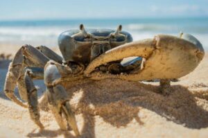 Carcinization: Why Animals Keep Evolving Into Crabs