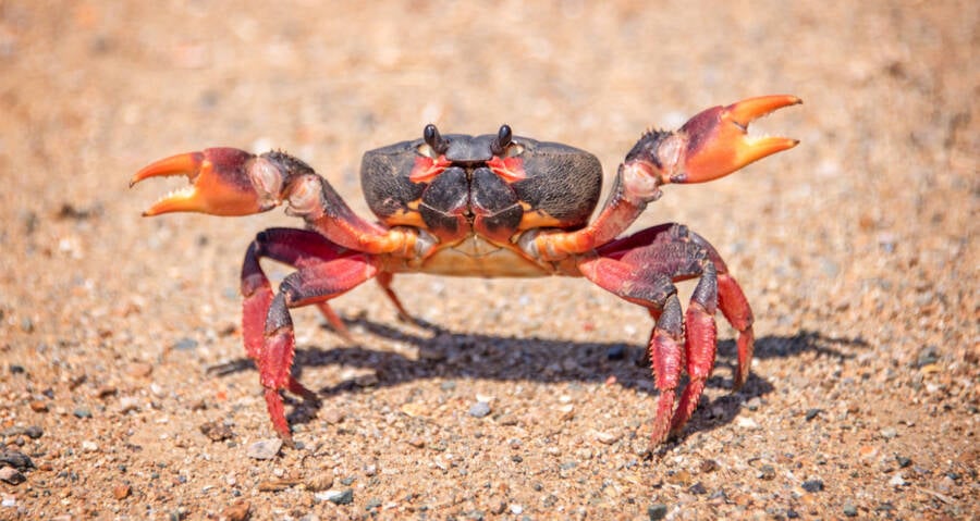 Carcinization: Why Animals Keep Evolving Into Crabs