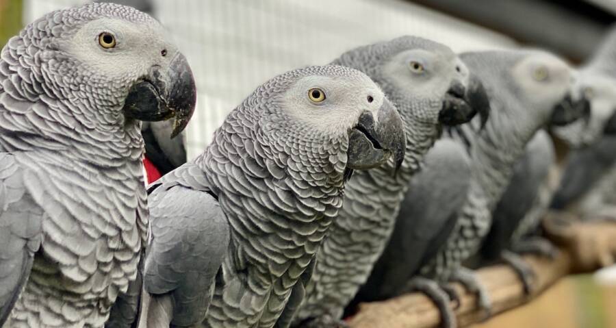 British Zoo Launches New Plan To Curb Its Parrots From Swearing