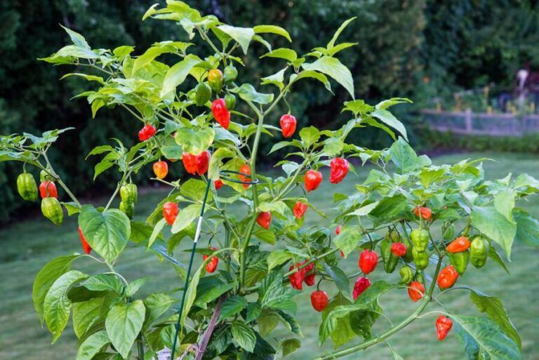 What Is The Hottest Pepper In The World?