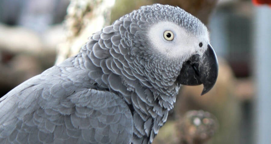 British Zoo Launches New Plan To Curb Its Parrots From Swearing