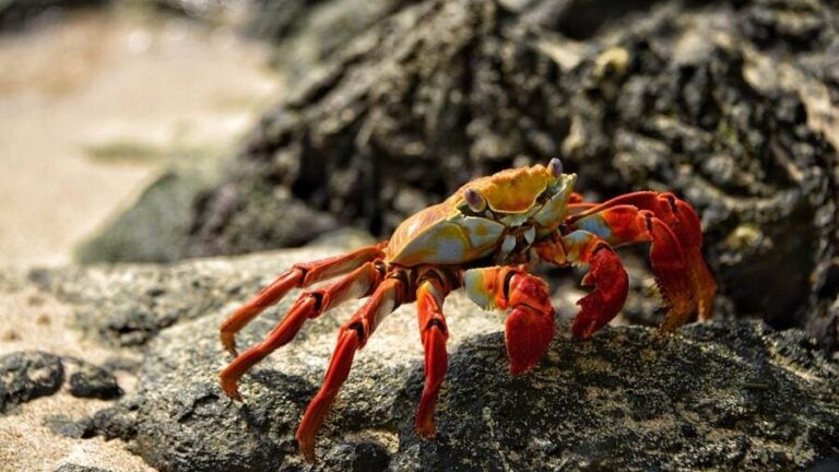 Carcinization: Why Animals Keep Evolving Into Crabs