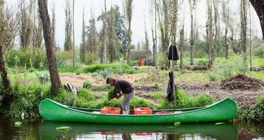 The History Of Chinampas, The ‘Floating Gardens’ Of Mexico