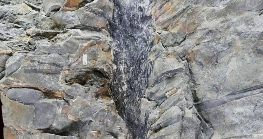 Scientists Discover Prehistoric 'Alien' Tree Fossil In Canada