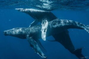 Humpback Whales Seen Having Sex For The First Time