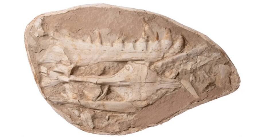 'Nightmarish' Fossil Of Giant Sea Lizard Found In Morocco