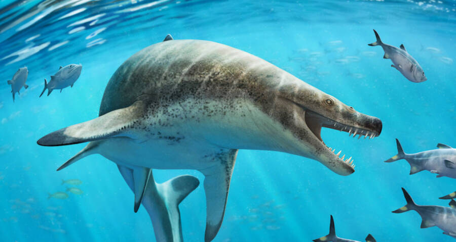 'Nightmarish' Fossil Of Giant Sea Lizard Found In Morocco