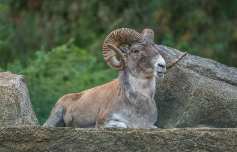 Montana Farmer Arrested For Breeding Giant Hybrid Sheep