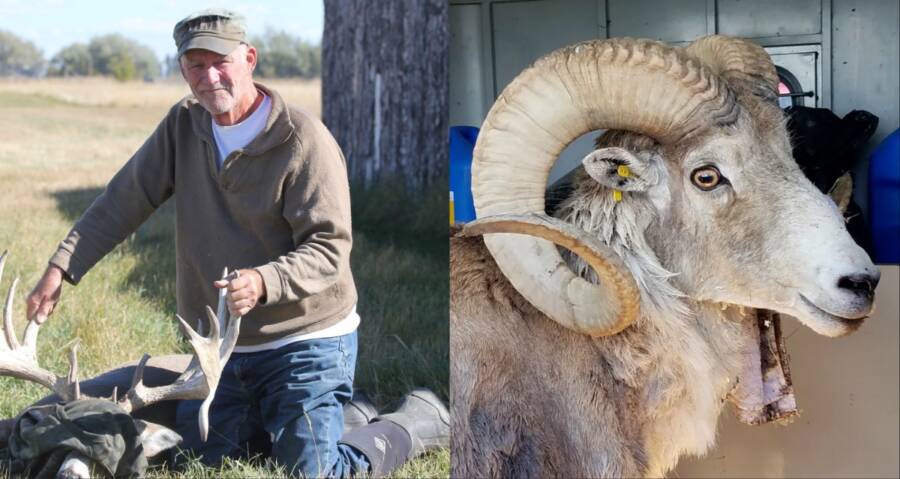 Montana Farmer Arrested For Breeding Giant Hybrid Sheep