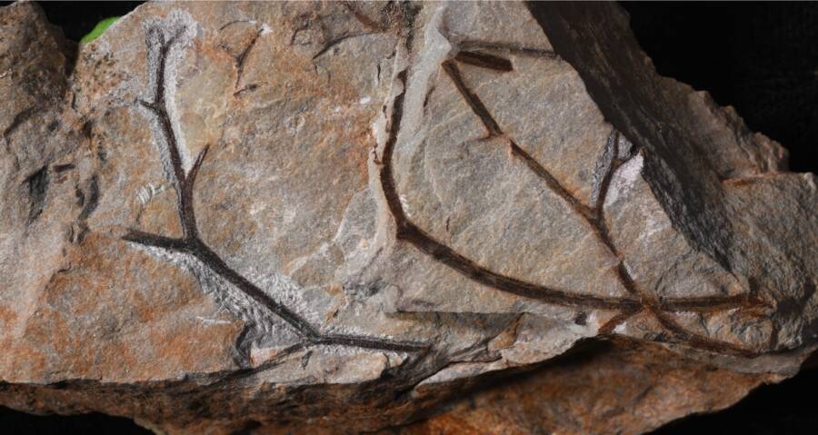 World's Earliest Known Fossilized Forest Discovered In England