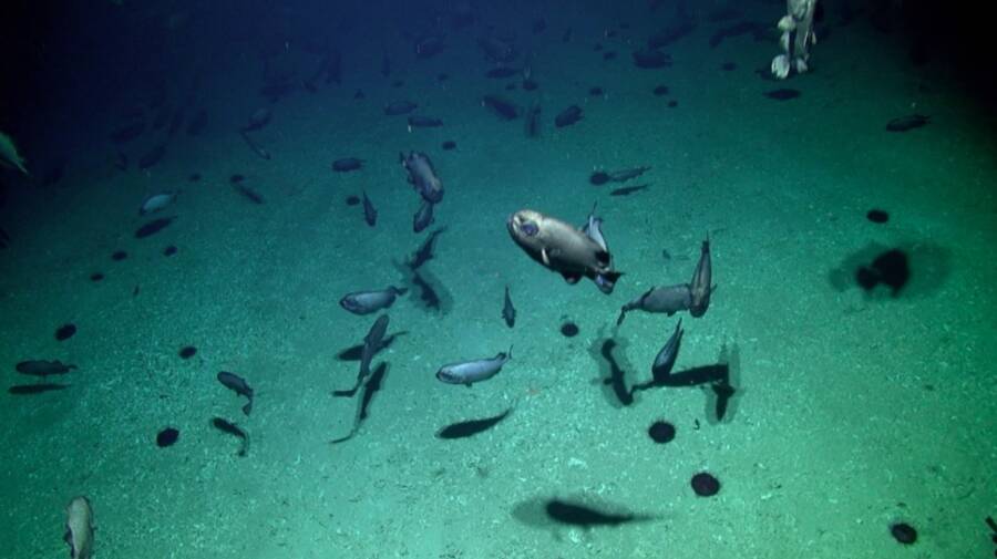 Scientists Discover 100 New Species In Bounty Trough