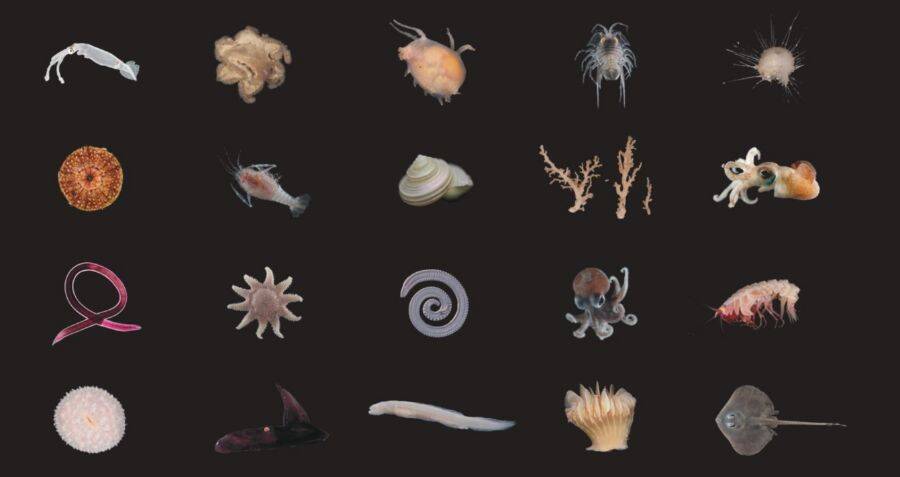 Scientists Discover 100 New Species In Bounty Trough