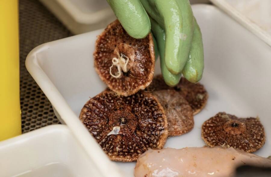 Scientists Discover 100 New Species In Bounty Trough