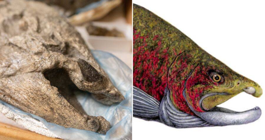 Scientists Identify Fossil Of Prehistoric 'Spike-Toothed' Salmon