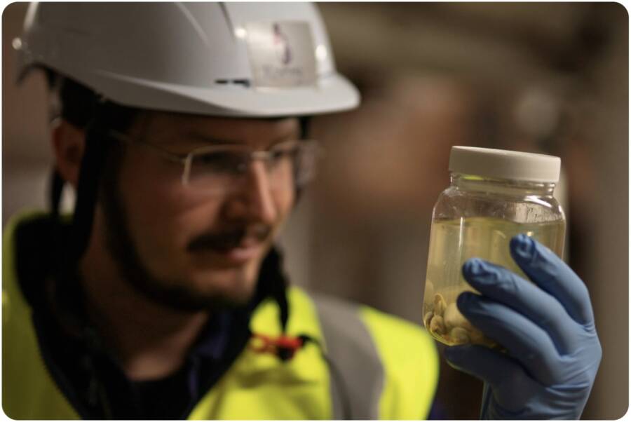 Scientists Discover 100 New Species In Bounty Trough