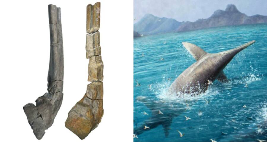 New Ichthyosaur May Be Largest Marine Reptile Ever Discovered