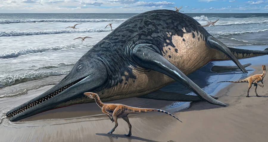 New Ichthyosaur May Be Largest Marine Reptile Ever Discovered