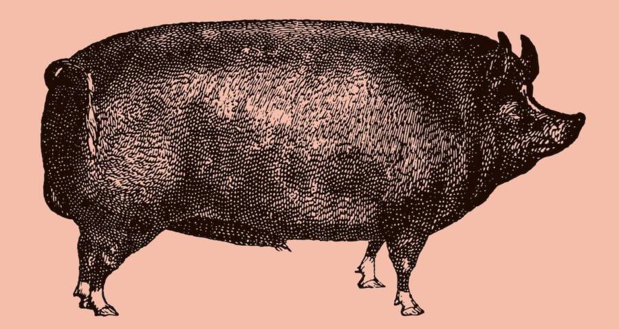 The Pig War Of 1859: The British-American Conflict Over A Pig