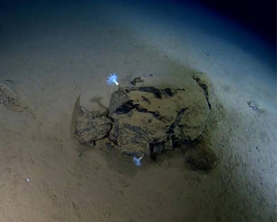 Challenger Deep: What Lies In The Deepest Part Of The Ocean?