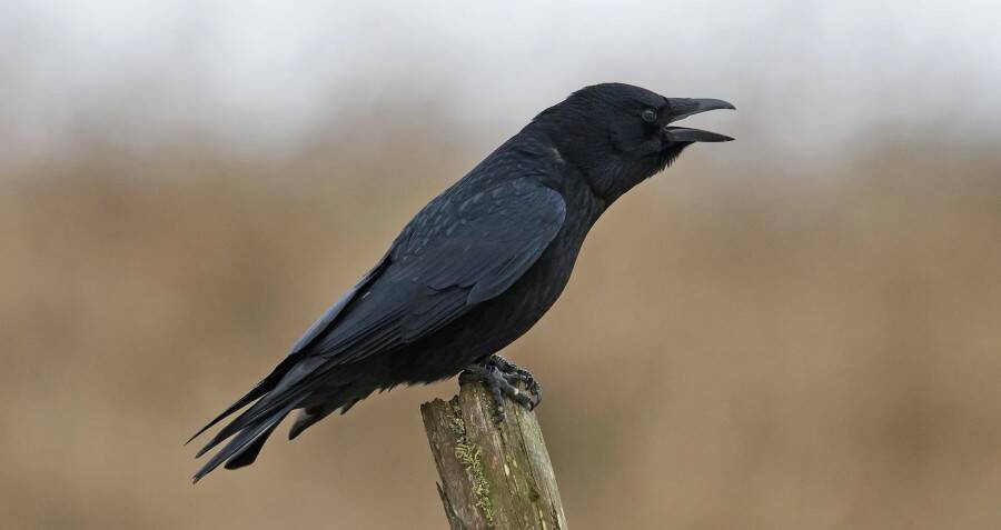 New Study Suggests That Crows Can 'Count' Out Loud Up To Four