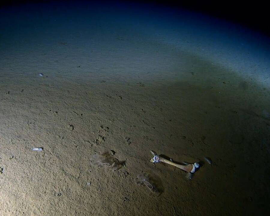 Challenger Deep: What Lies In The Deepest Part Of The Ocean?