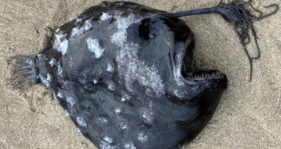 Rare Pacific Footballfish Washes Ashore In Oregon