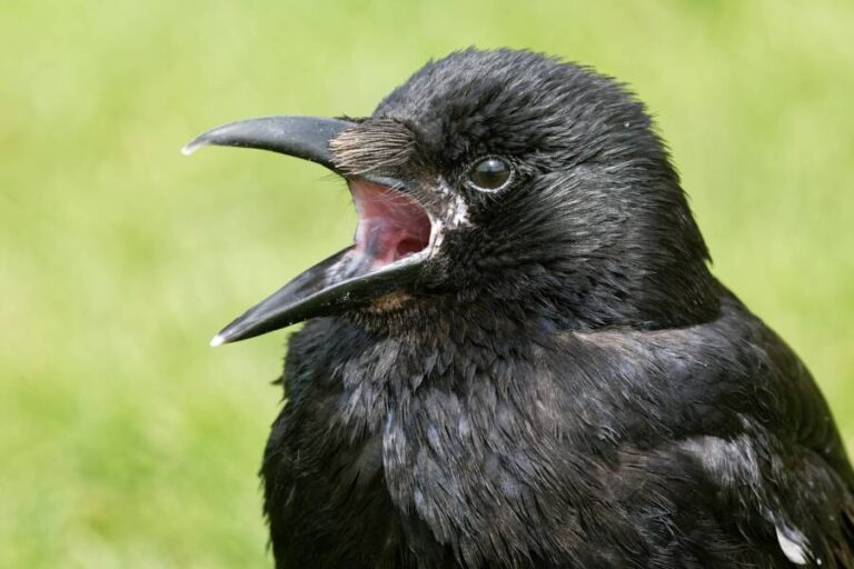 New Study Suggests That Crows Can 'Count' Out Loud Up To Four