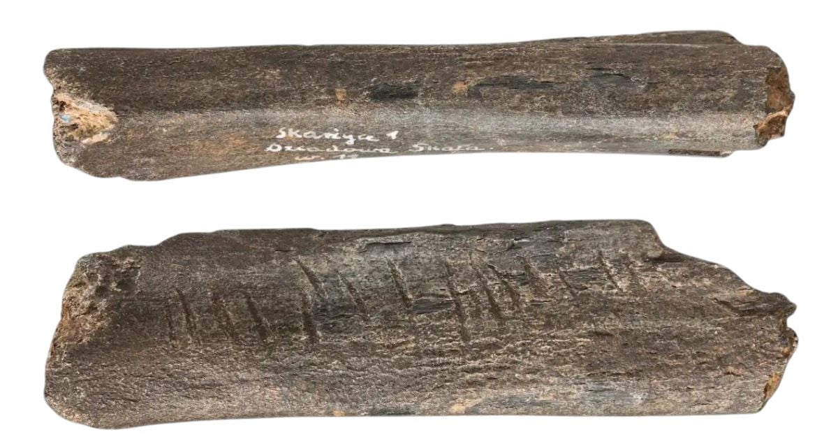 This Carved Bear Bone May Be Early Neanderthal Art