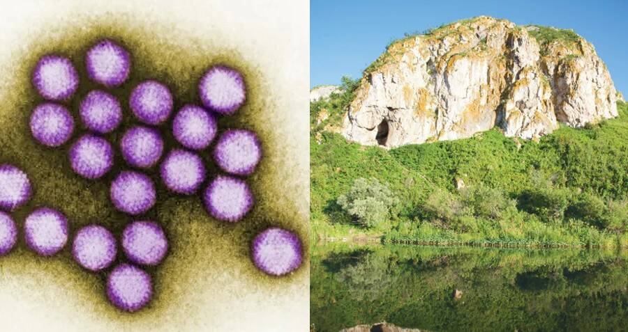 Oldest Known Human Viruses Discovered In Neanderthal Remains