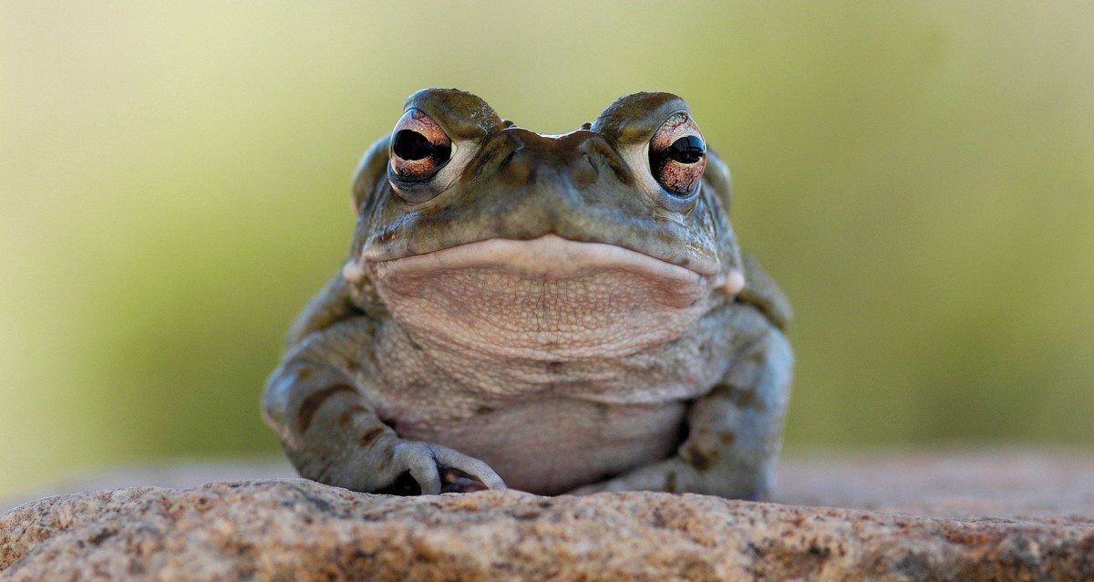 Colorado River Toad's Poison Could Be A Strong Antidepressant