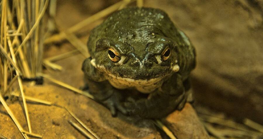 Colorado River Toad's Poison Could Be A Strong Antidepressant