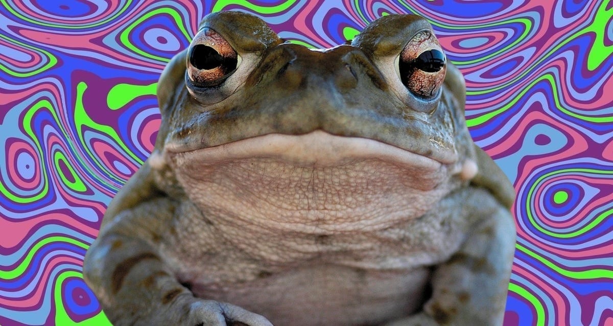 Colorado River Toad's Poison Could Be A Strong Antidepressant